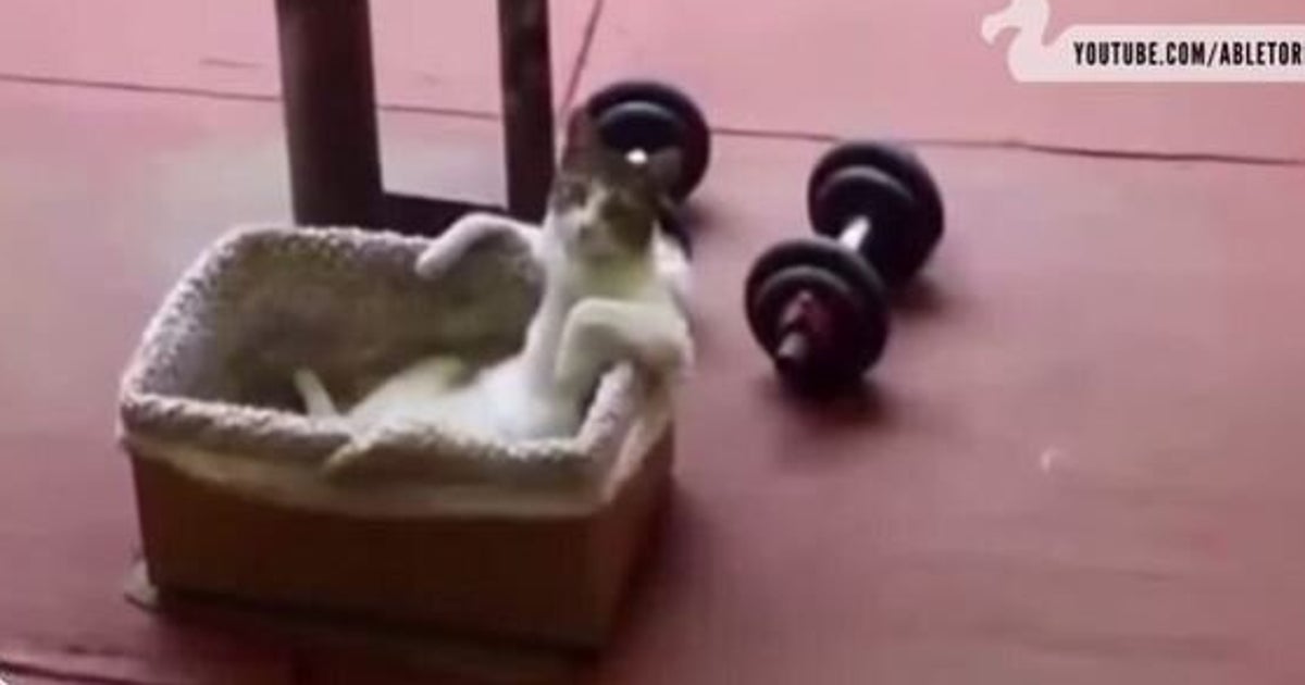 Bro Cats Are The Best Cats | HuffPost Life