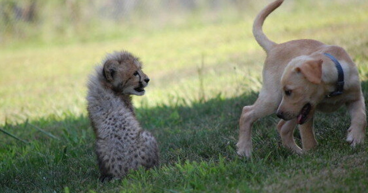 Baby Cheetah And Puppy Become Cute BFF Crew At Virginia Zoo | HuffPost Life