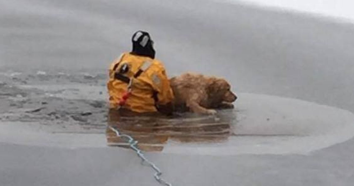 Waterboro Fire Department Rescues Golden Retriever From Frozen Lake ...