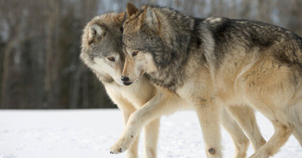 Miley Cyrus, Pamela Anderson Are Right On B.C.'s Wolf Cull | HuffPost ...