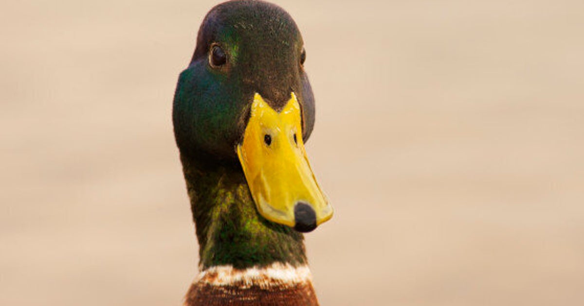 Duck Invasion Terrorizes Newfoundland's Burin Peninsula | HuffPost News