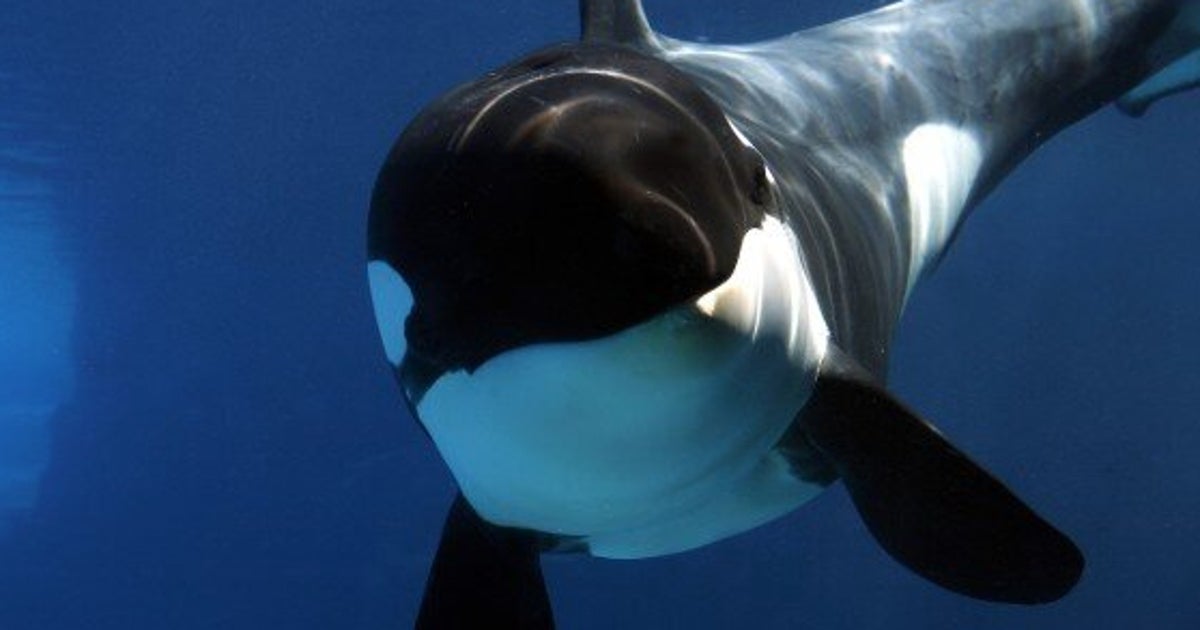 OrcaLab Cameras Bring Us Into Incredible World Of Orcas | HuffPost ...