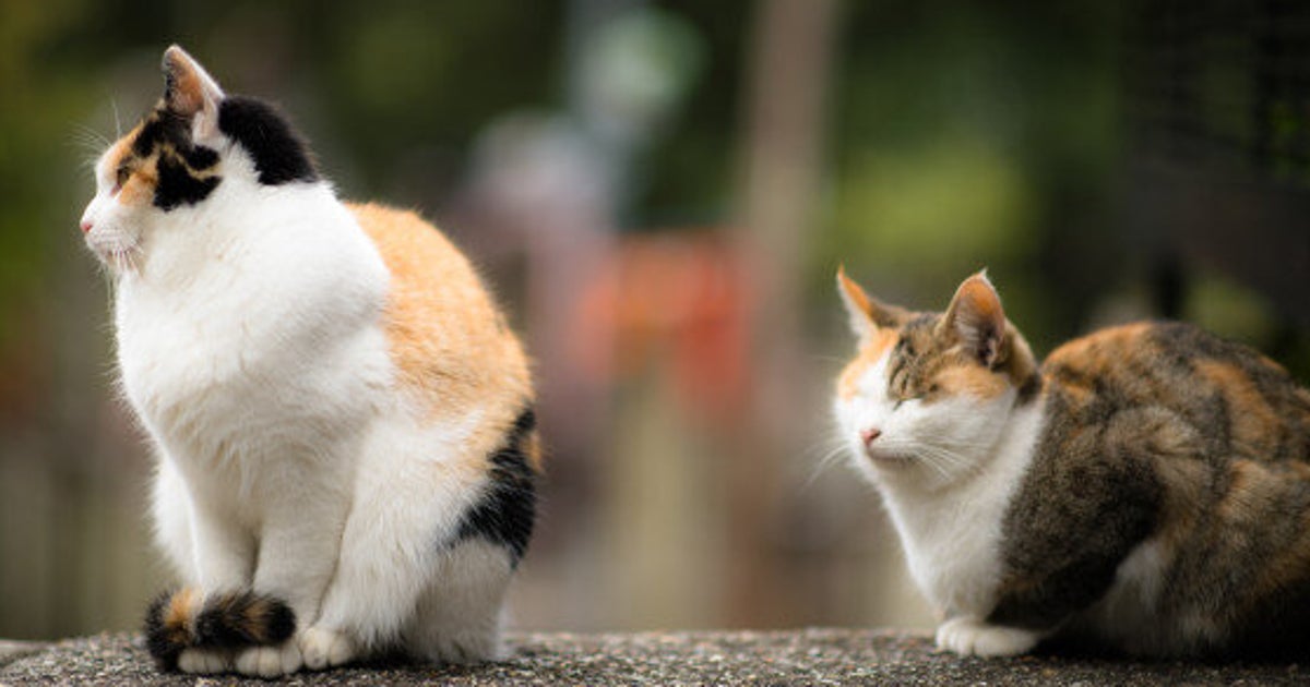 Cat Street View Is The Newest Way To Explore The Streets Of Japan ...