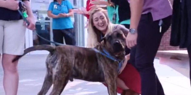 Fluffy, Calgary Humane Society Dog, Finally Finds His Forever Home ...