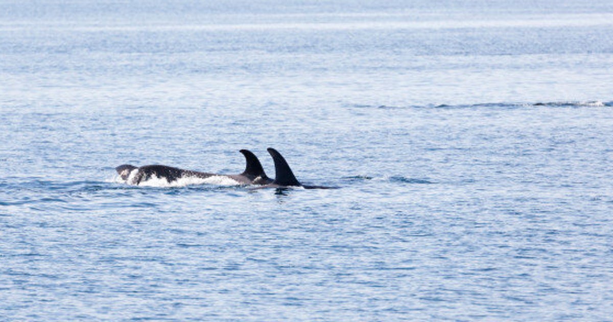 Final Federal Killer Whale Action Plan Still Short On 'Action ...