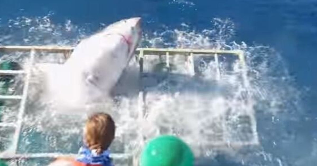 Great White Shark Smashes Cage With Diver Inside | HuffPost News