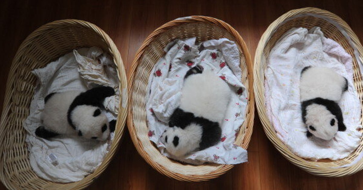 Cute Newborn Pandas In Baskets | HuffPost Life