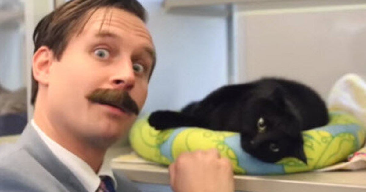 Calgary Humane Society's Used Cat Salesman Delivers One Hell Of A Pitch ...