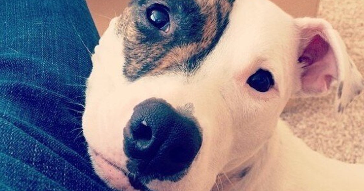 Blind Pit Bull Stuck Behind Strict B.C. City Bylaw | HuffPost British ...