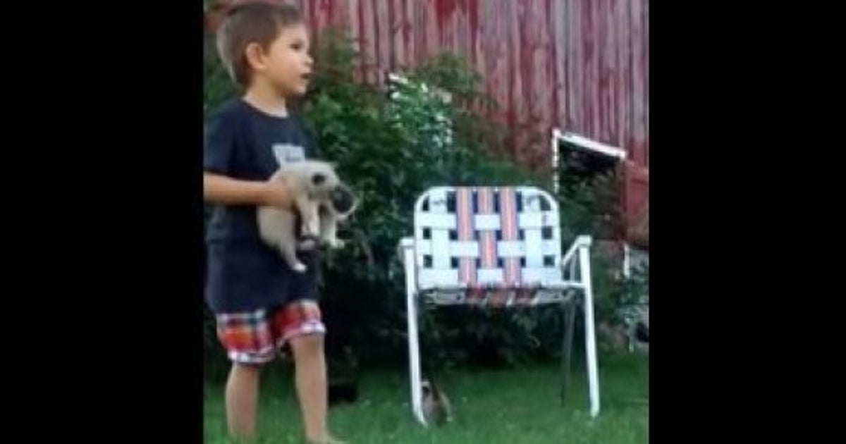 Kid Learns Firsthand How Herding Kittens Is An Adorable Struggle ...