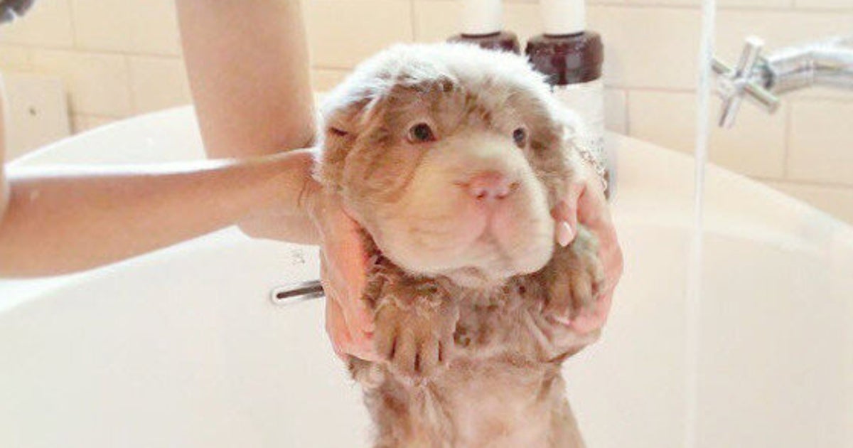 Tonkey The Shar-Pei From Edmonton Is The Cutest Thing On The Internet ...