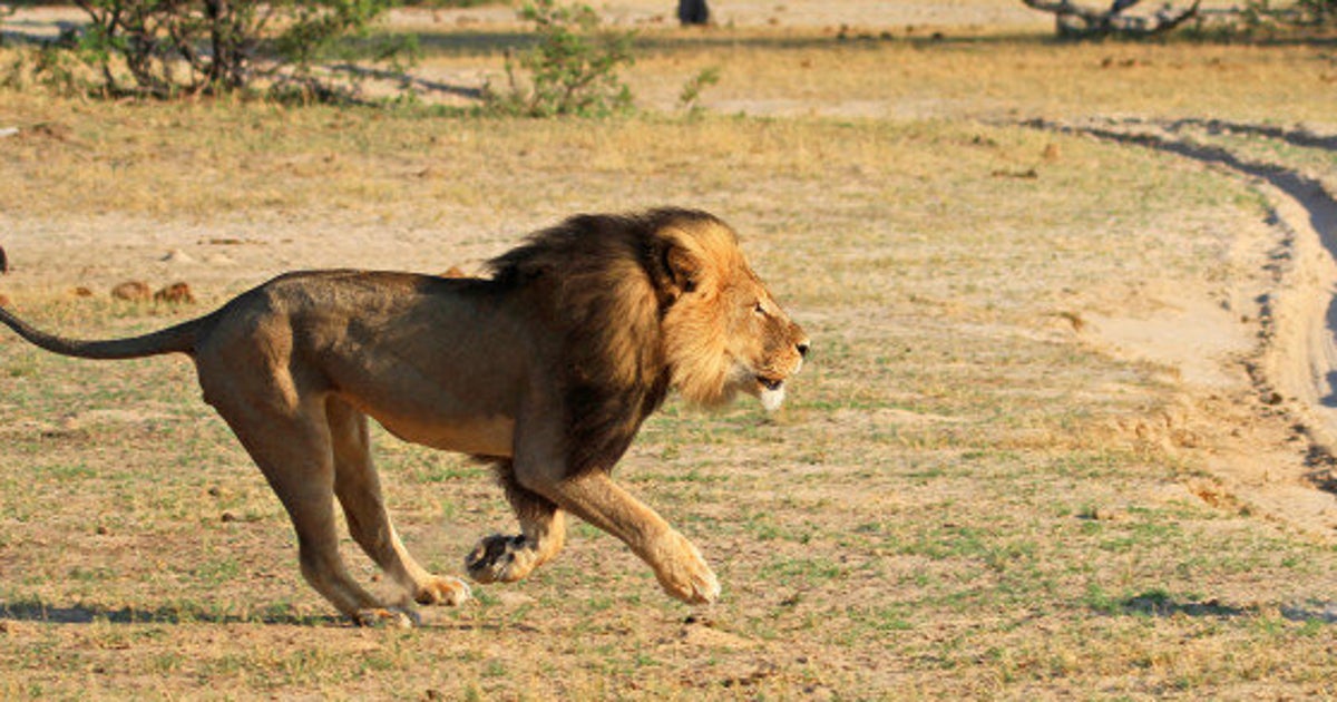 Cecil the Lion's Killing Should Shine a Spotlight on B.C.'s Barbaric ...