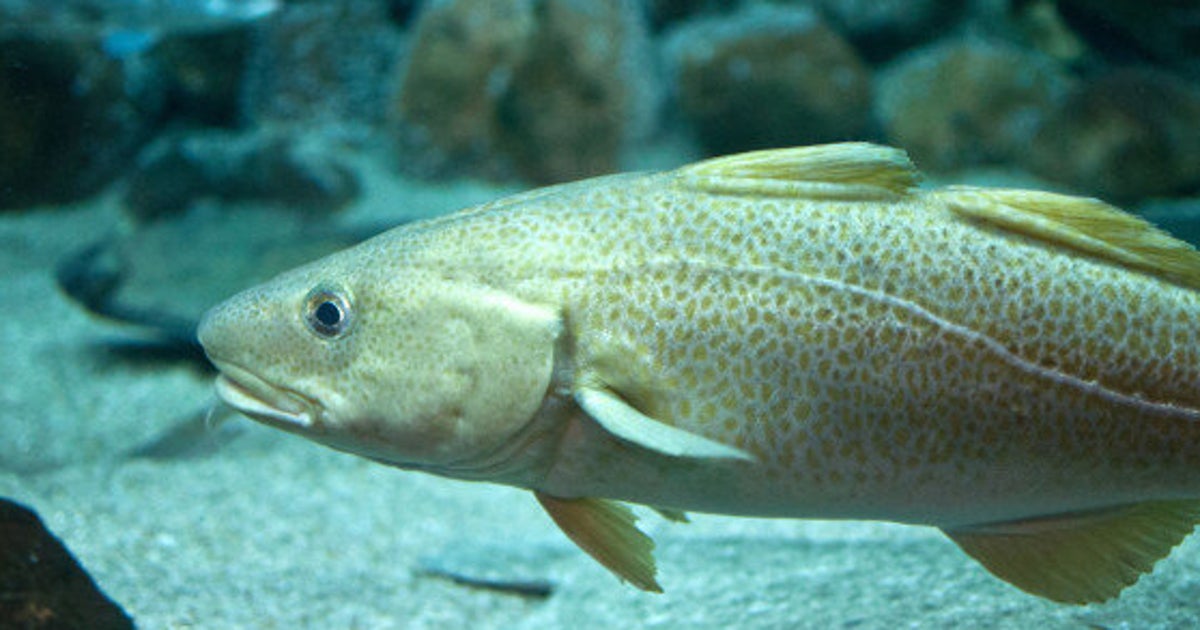 5 Healthy Reasons To Serve Up Cod Tonight | HuffPost Life
