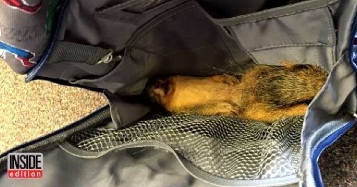 8-Year-Old Put Dead Squirrel In Backpack For Cutest Reason | HuffPost ...