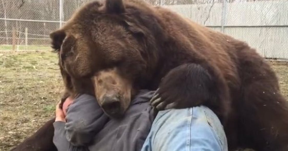 Jimbo The Bear Just Can't Contain The Love He Feels For His Rescuer ...