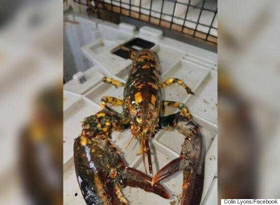 Crazy Lobster Contest Shows The Insane Crustaceans Pulled Out Of Nova ...