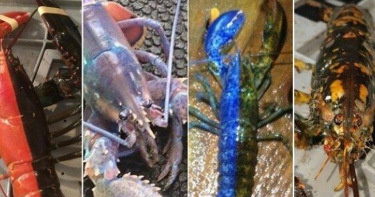 Crazy Lobster Contest Shows The Insane Crustaceans Pulled Out Of Nova ...