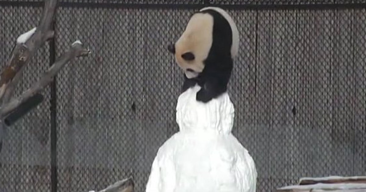 Toronto Zoo Giant Panda Da Mao Demolishes Giant Snowman | HuffPost Life
