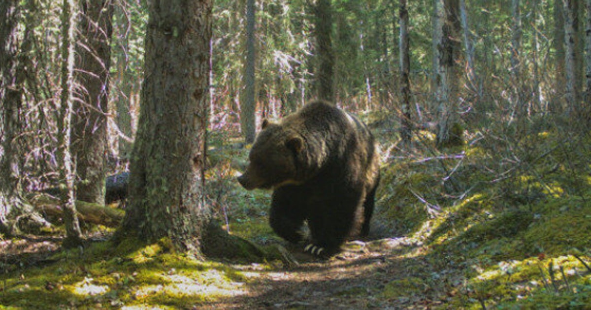 Grizzly Bear 122 'The Boss' Not Fazed By Railways After Getting Knocked ...