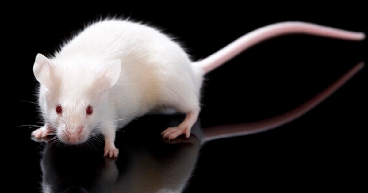 UBC Scientists Engineer Mice That Can't Get Addicted To Cocaine ...