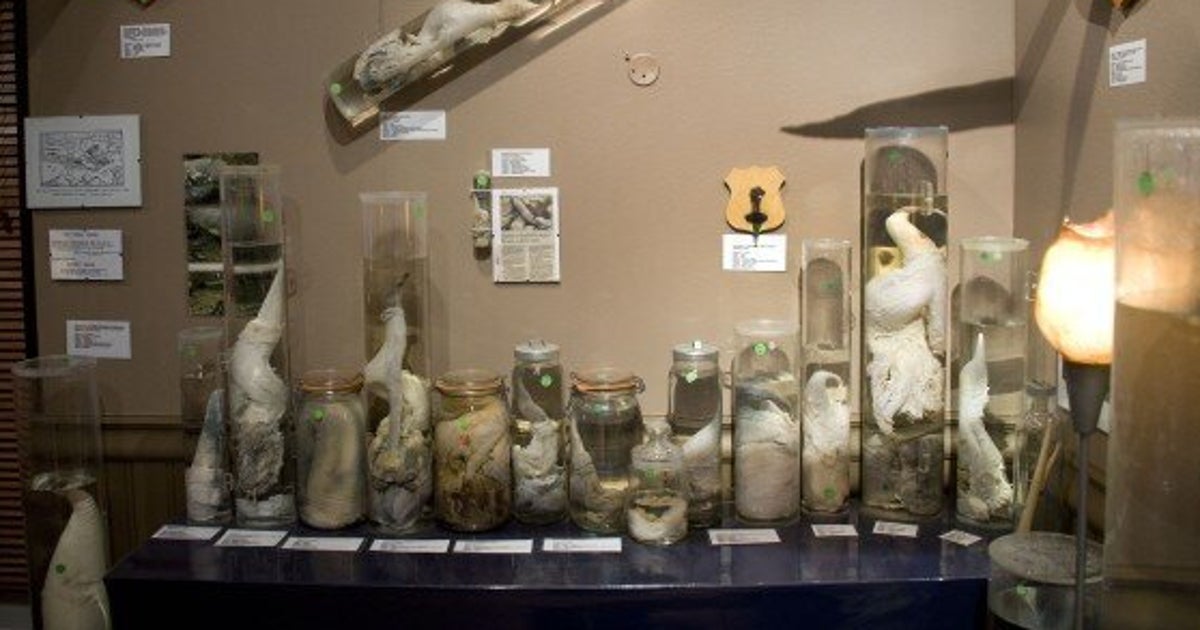 Iceland's Phallological Museum Has A Huge Collection Of Penises ...