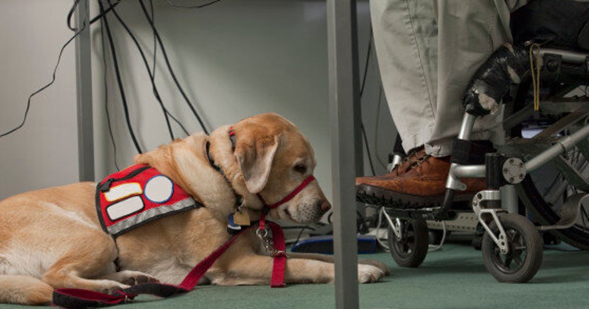 Do Allergies At School Take Priority Over A Service Dog? | HuffPost Life
