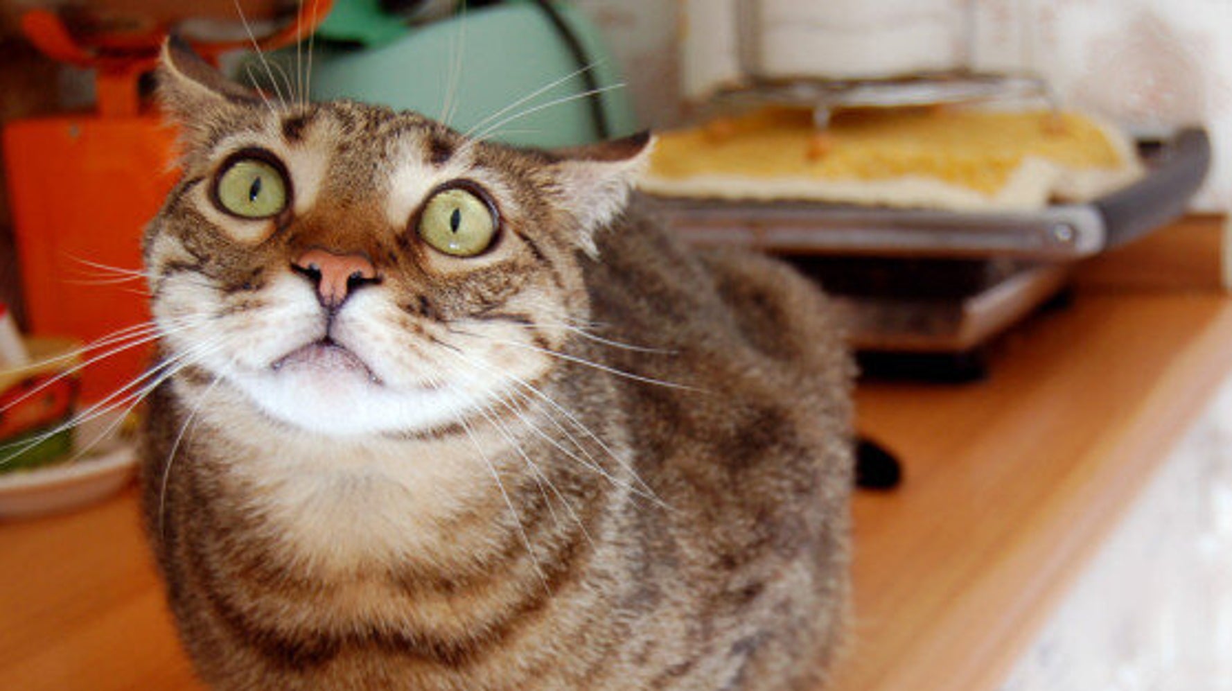 Life With Cats Will Make You Say WTF | HuffPost Life