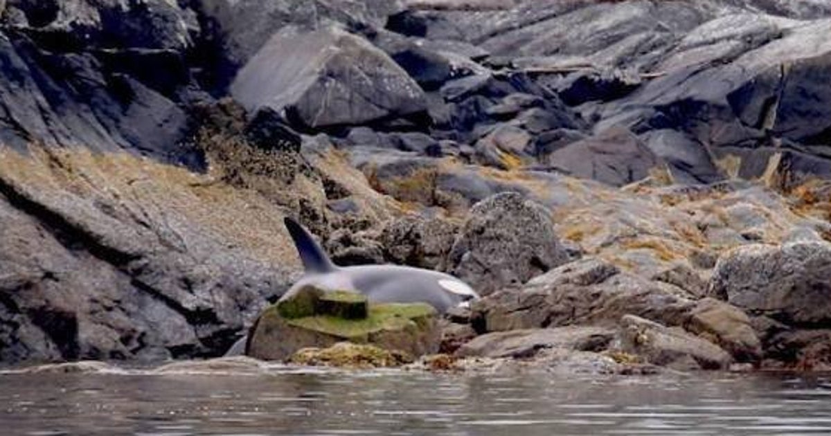 The Inside Story Behind A Remarkable Orca Rescue | HuffPost British ...