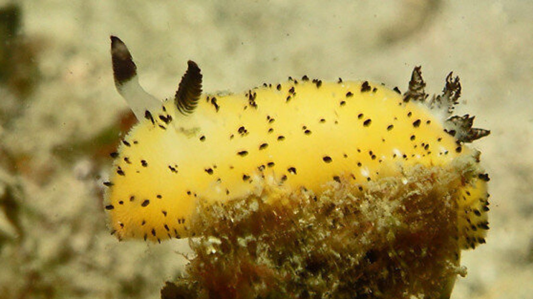 Sea Bunnies Have Caught The Internet's Attention In The Most Adorable ...