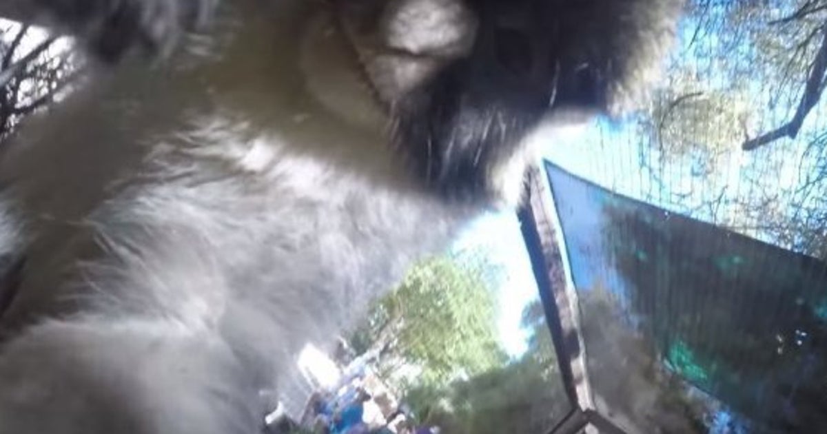 Monkey's GoPro Selfie At Wildlife World Zoo Is Just So Millennial ...