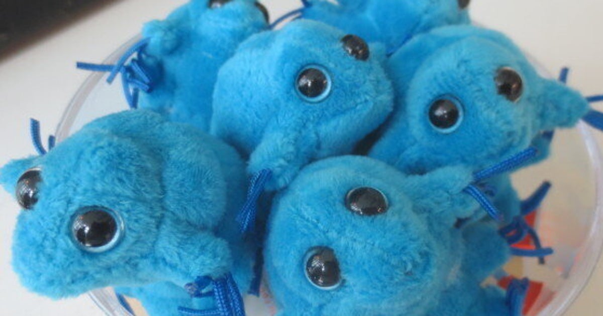 Here's Another Way Friendly Microbes Help Your Health | HuffPost Life