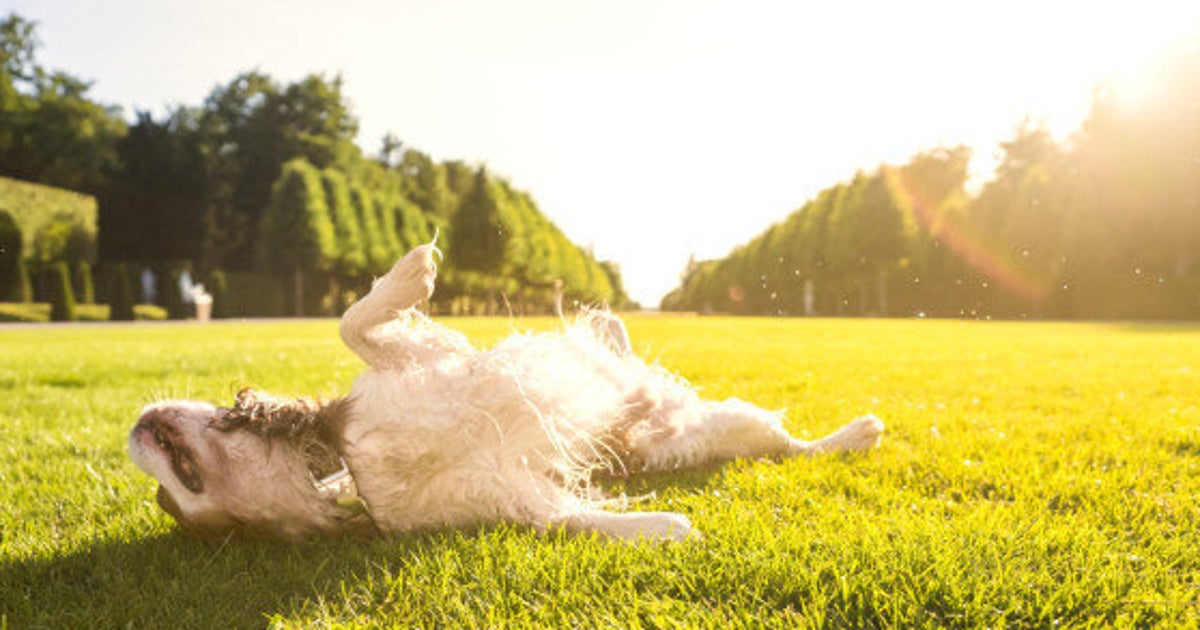24 Animals Enjoying Spring Weather.. Just Like Us | HuffPost Life