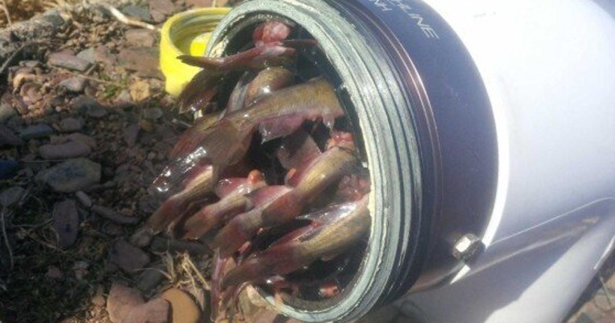 Firefighters Find Fish In Nova Scotia Fire Hydrant | HuffPost News