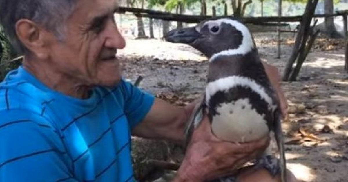 Penguin Travels 8,000 Kilometres To Visit Human BFF In Brazil ...