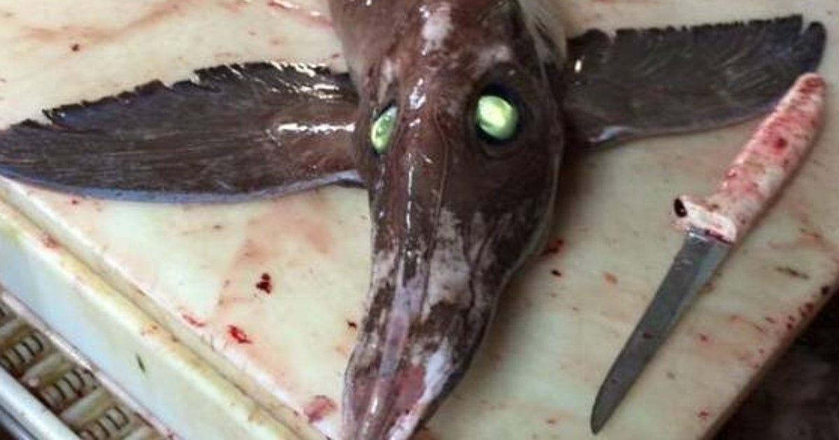 Creepy Fish Found Near Newfoundland Is The Stuff Of Nightmares ...