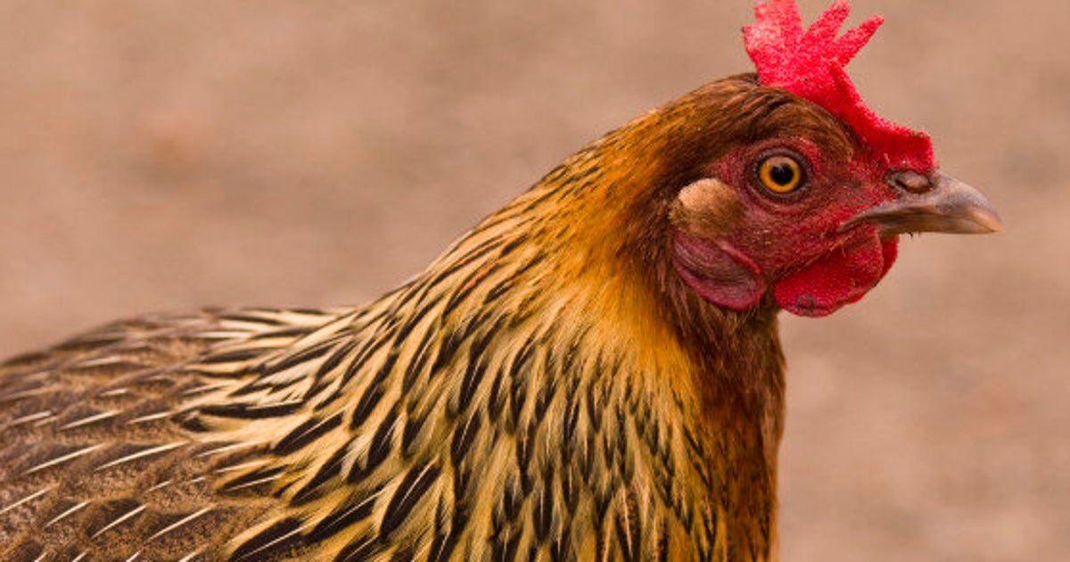 Will Smelling Like A Chicken Really Prevent Mosquito Bites? | HuffPost Life