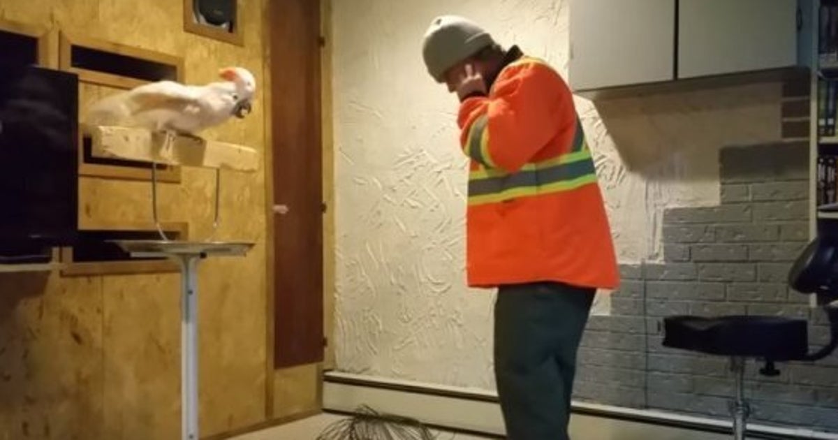 Pebble The Fowl-Mouthed Cockatoo Delivers The Best Rant We've Heard Yet ...