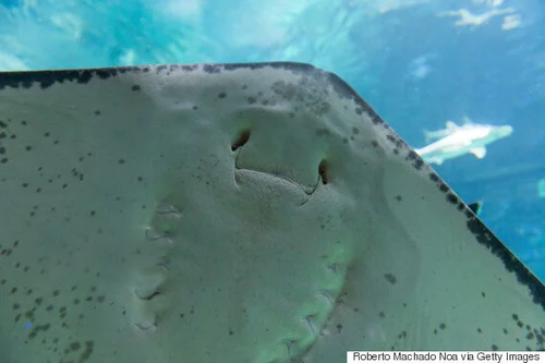 Stingray Photobomb