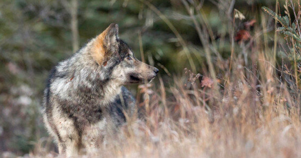 Alberta Wolf Is In Danger Of Becoming Food Conditioned | HuffPost Alberta