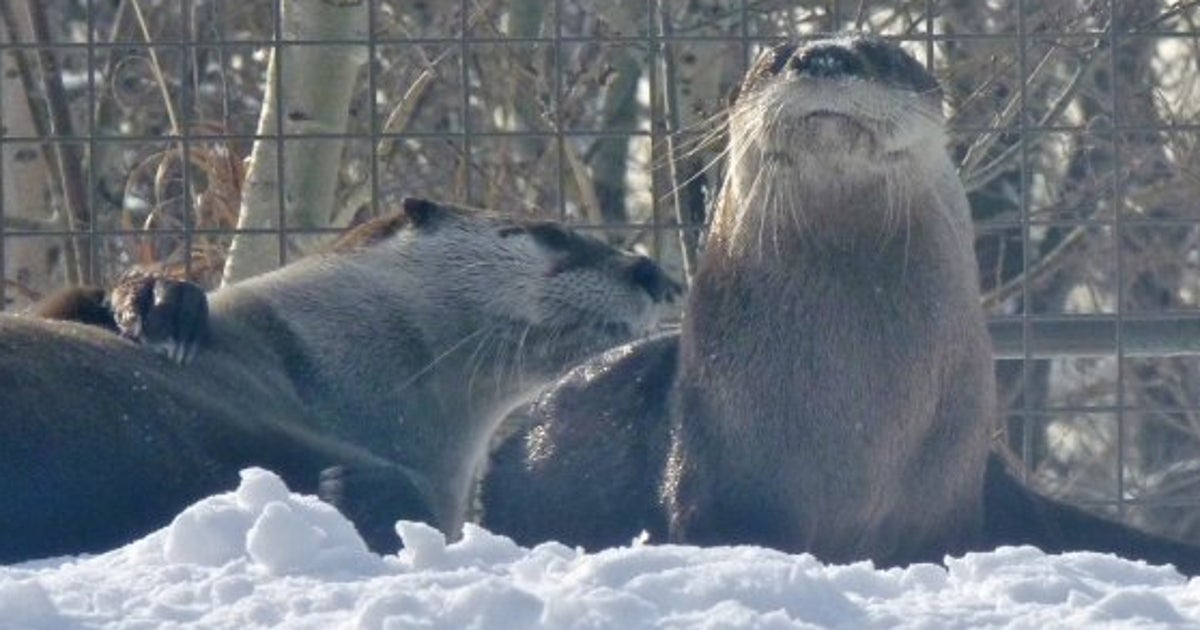 Calgary Zoo Otter Drowned After Getting Tangled In A Pair Of Pants ...