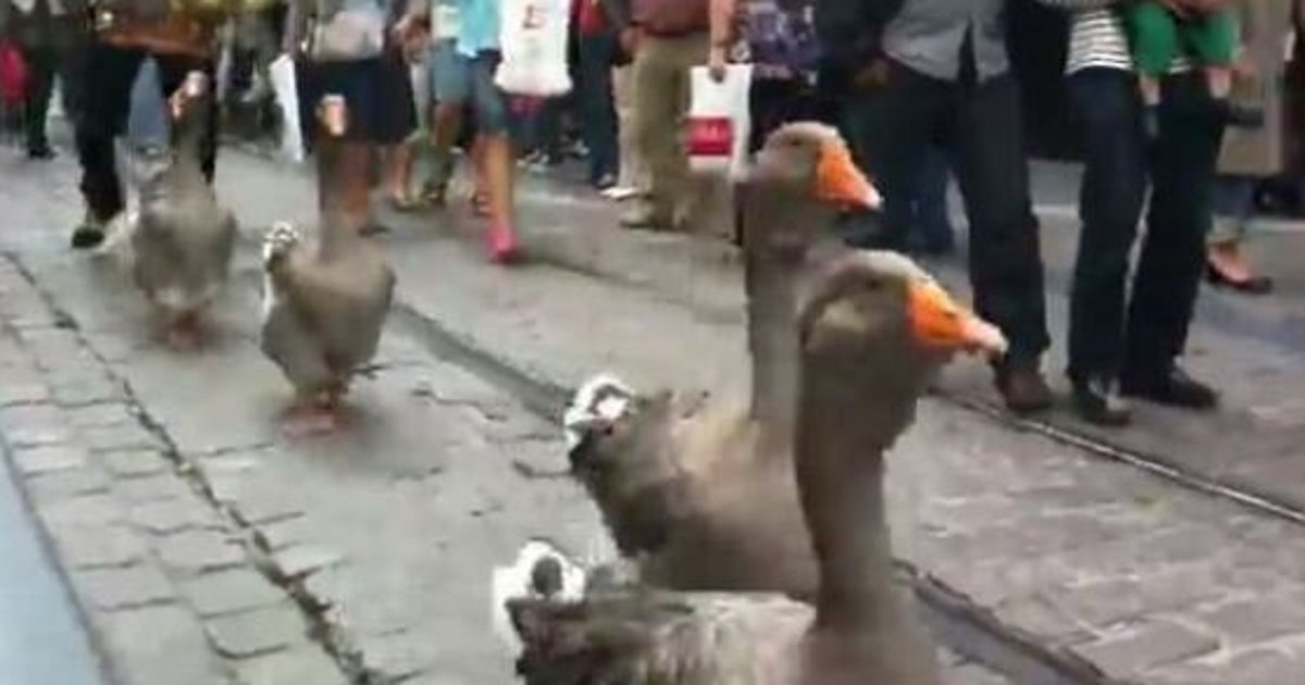 These Marching Geese Are Way More Polite Than Their Canadian ...