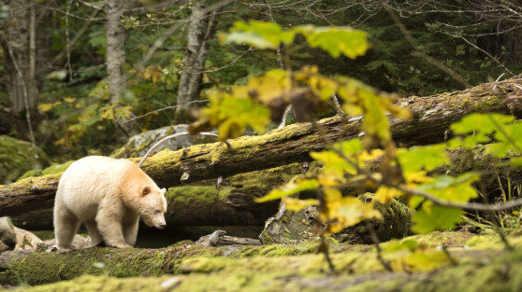 Great Bear Rainforest Canada