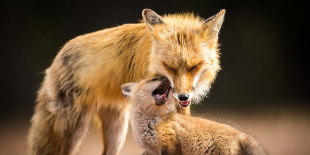 Mommy Fox And Baby Photo From Nova Scotia Wins Major U.S. Photography ...
