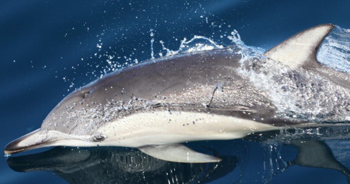Short-Beaked Common Dolphins Seen Alive For 1st Time In B.C. | HuffPost ...