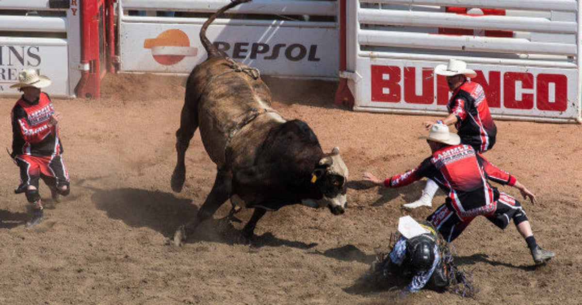Calgary Stampede's Bucking Bulls Are Not Afraid, Stressed: Study ...