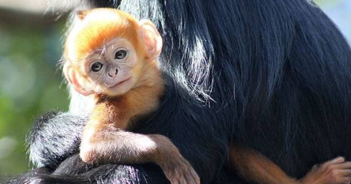 Rare Orange Monkey Born At Australian Zoo | HuffPost Life
