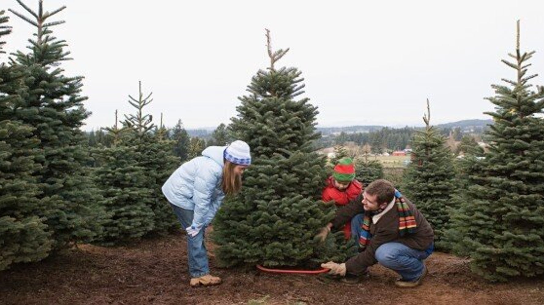 Christmas Tree Cutting Near Me 2021 Christmas Ornaments christmas-tree-cutting-near-me-2021-christmas-ornaments
