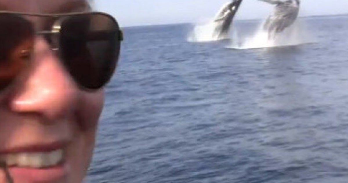 Rare Double Breach Thrills Whale Watchers Off Newfoundland (VIDEO ...