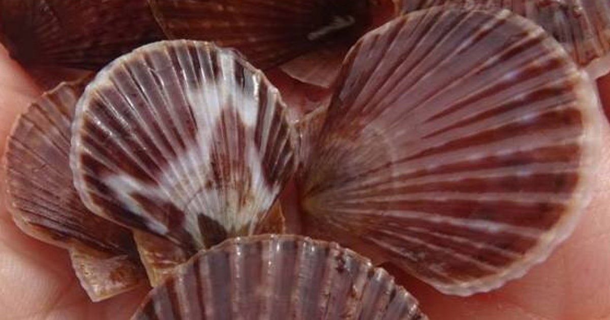 The B.C. Scallop Farmer's Acid Test | HuffPost British Columbia