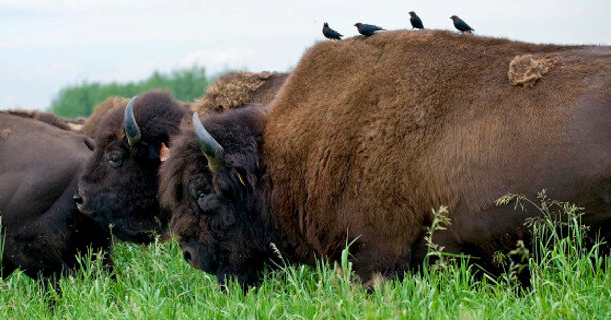 'The Solutrean' Under Investigation After 5 Alberta Bison Were ...